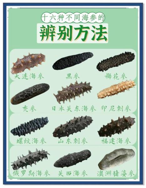怎么选海参才是正宗的_海参真假辨别方法-第1张图片-山城妙识