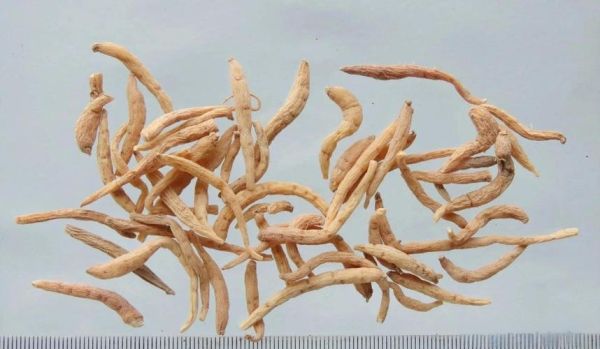 补气的中药有哪些_哪些中药补气效果最好-第2张图片-山城妙识