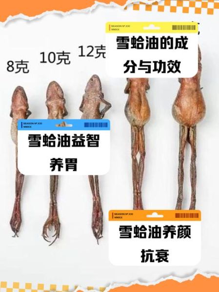雪蛤功效有哪些_雪蛤怎么吃效果最好-第3张图片-山城妙识