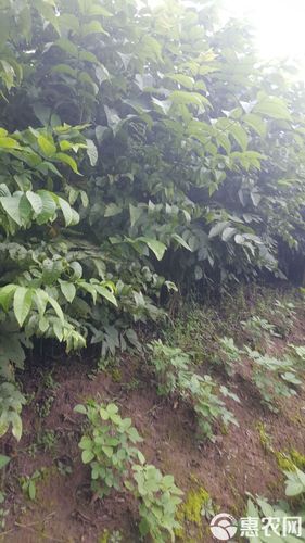 核桃苗批发价格多少钱一棵_哪里买核桃苗便宜-第1张图片-山城妙识 核桃苗批发价格多少钱一棵_哪里买核桃苗便宜-第1张图片-山城妙识