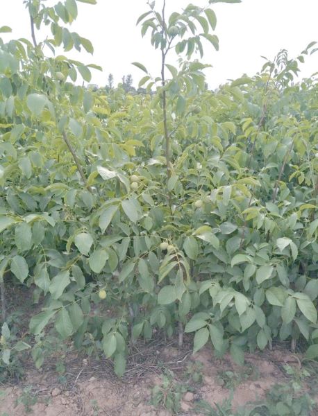 核桃苗批发价格多少钱一棵_哪里买核桃苗便宜-第3张图片-山城妙识 核桃苗批发价格多少钱一棵_哪里买核桃苗便宜-第3张图片-山城妙识