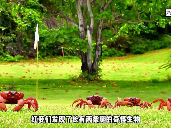 红蟹迁徙路线_红蟹怎么过公路-第1张图片-山城妙识 红蟹迁徙路线_红蟹怎么过公路-第1张图片-山城妙识