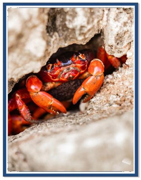 红蟹迁徙路线_红蟹怎么过公路-第2张图片-山城妙识 红蟹迁徙路线_红蟹怎么过公路-第2张图片-山城妙识