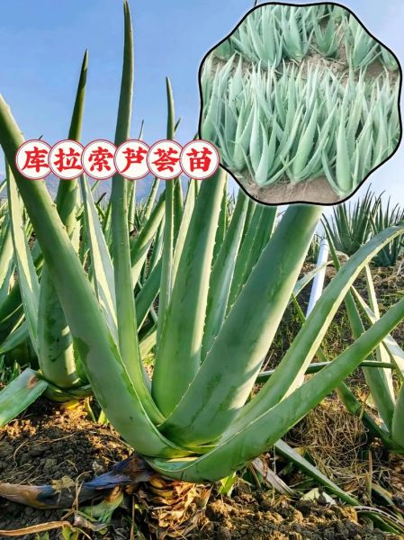 库拉索芦荟图片长什么样_如何辨别真假库拉索芦荟-第1张图片-山城妙识