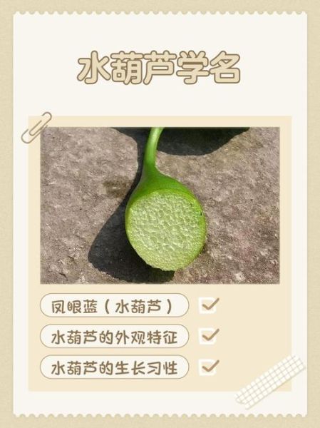 水瓜的功效与作用_水瓜怎么吃最养生-第3张图片-山城妙识