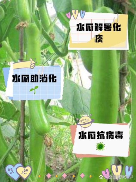 水瓜的功效与作用_水瓜怎么吃最养生-第1张图片-山城妙识
