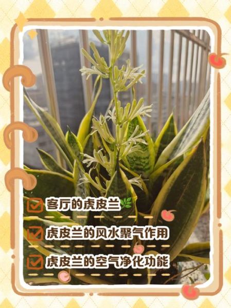 虎皮兰风水寓意_虎皮兰摆放禁忌-第2张图片-山城妙识 虎皮兰风水寓意_虎皮兰摆放禁忌-第2张图片-山城妙识