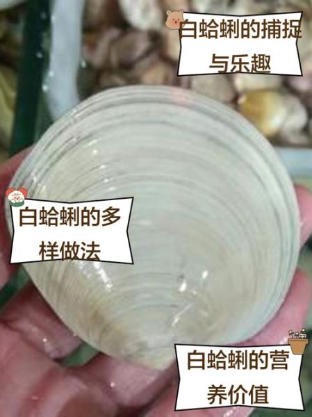 白蛤蜊怎么清洗_白蛤蜊怎么吐沙最干净-第2张图片-山城妙识 白蛤蜊怎么清洗_白蛤蜊怎么吐沙最干净-第2张图片-山城妙识