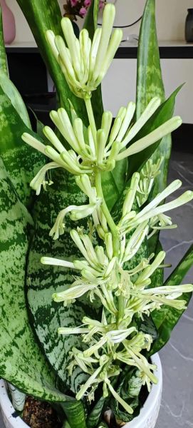 虎皮兰风水寓意_虎皮兰摆放禁忌-第3张图片-山城妙识 虎皮兰风水寓意_虎皮兰摆放禁忌-第3张图片-山城妙识