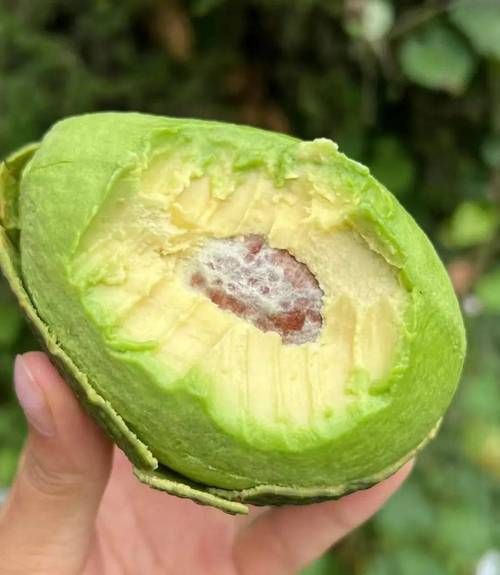 牛油果价格多少钱一斤_牛油果一斤多少钱-第2张图片-山城妙识 牛油果价格多少钱一斤_牛油果一斤多少钱-第2张图片-山城妙识