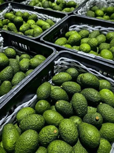 牛油果价格多少钱一斤_牛油果一斤多少钱-第3张图片-山城妙识 牛油果价格多少钱一斤_牛油果一斤多少钱-第3张图片-山城妙识