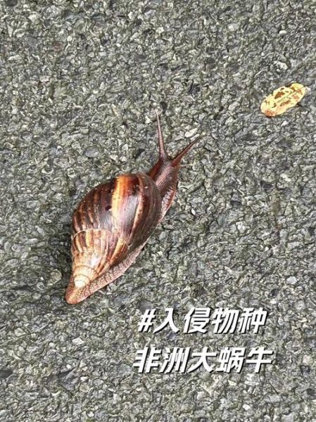非洲大蜗牛有毒吗_非洲大蜗牛能不能吃-第1张图片-山城妙识