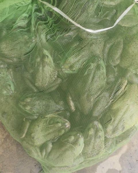 牛蛙苗多少钱一斤_牛蛙苗价格受哪些因素影响-第3张图片-山城妙识 牛蛙苗多少钱一斤_牛蛙苗价格受哪些因素影响-第3张图片-山城妙识