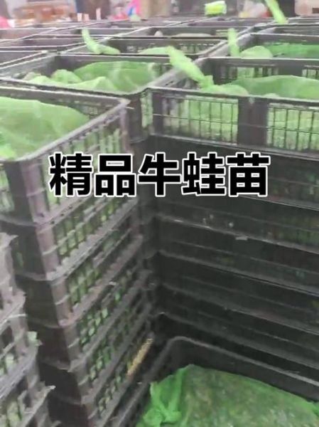 牛蛙苗多少钱一斤_牛蛙苗价格受哪些因素影响-第2张图片-山城妙识 牛蛙苗多少钱一斤_牛蛙苗价格受哪些因素影响-第2张图片-山城妙识