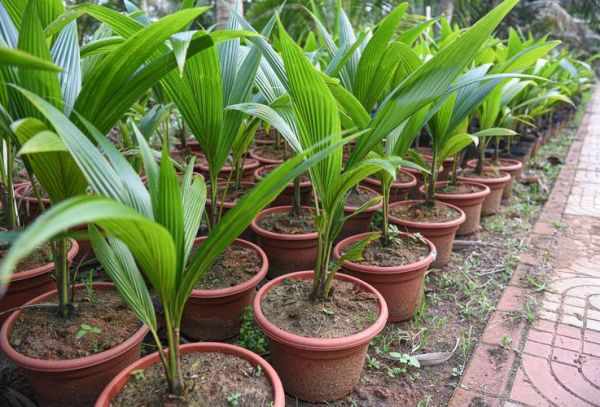 椰子图片大全_椰子品种有哪些-第3张图片-山城妙识