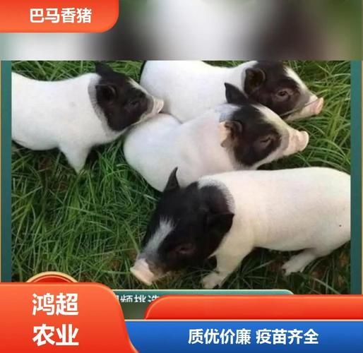 养10头香猪一年能赚多少钱_香猪养殖成本利润分析-第3张图片-山城妙识