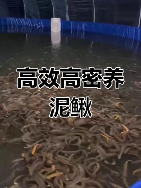 泥鳅养殖技术及成本_泥鳅养殖利润怎么样-第1张图片-山城妙识