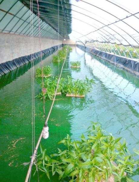 泥鳅养殖技术及成本_泥鳅养殖利润怎么样-第2张图片-山城妙识