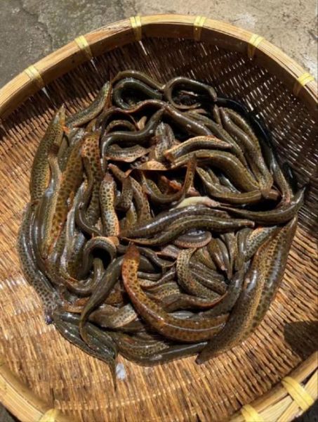 泥鳅养殖技术及成本_泥鳅养殖利润怎么样-第3张图片-山城妙识