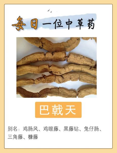 巴戟天的功效与作用_巴戟天的禁忌有哪些-第3张图片-山城妙识