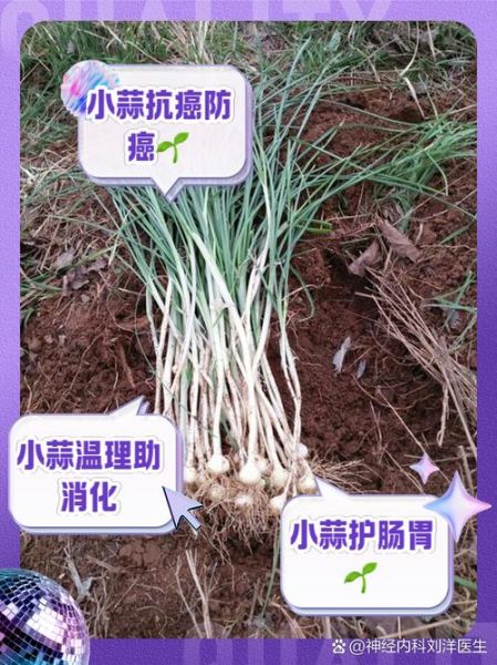 小蒜和大蒜的区别_哪个更营养-第2张图片-山城妙识