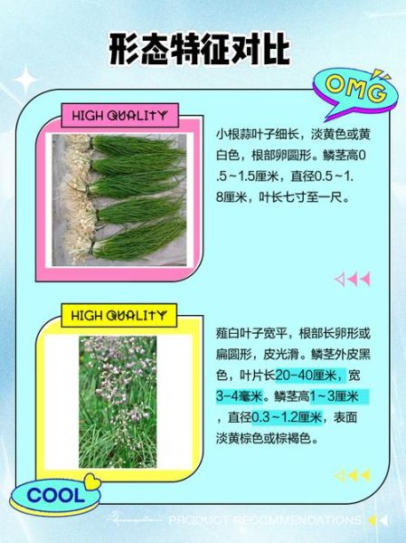 小蒜和大蒜的区别_哪个更营养-第3张图片-山城妙识