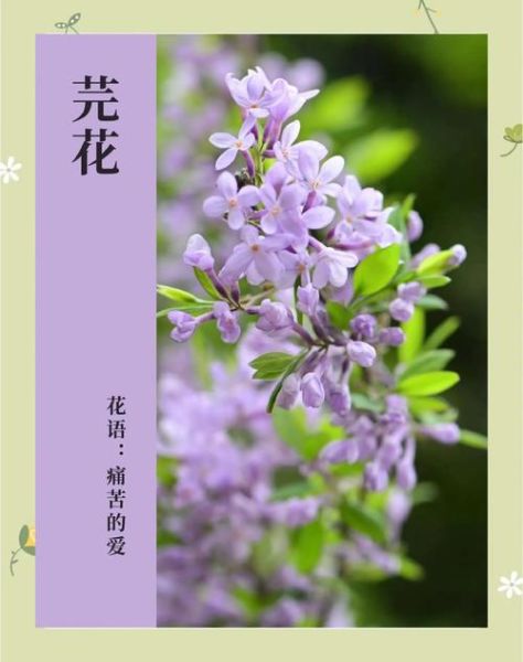 芫花的功效与作用及禁忌_芫花泡水喝的副作用-第3张图片-山城妙识