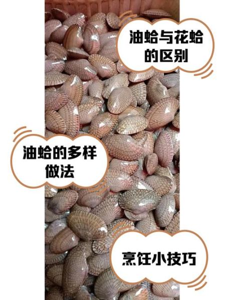 油蛤和花蛤哪个更营养_油蛤和花蛤的区别-第1张图片-山城妙识