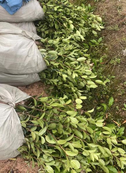 良种油茶树苗怎么选_多少钱一株-第2张图片-山城妙识 良种油茶树苗怎么选_多少钱一株-第2张图片-山城妙识