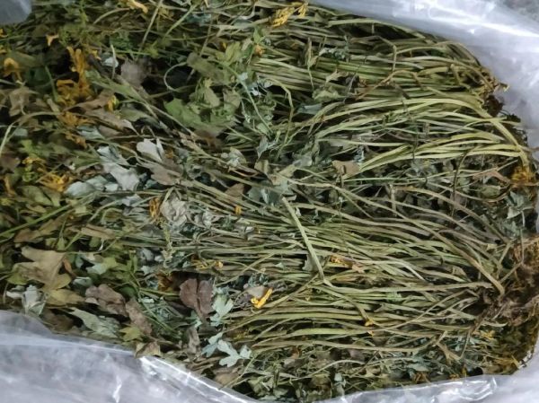 岩黄连的功效与作用_岩黄连怎么吃效果最好-第1张图片-山城妙识