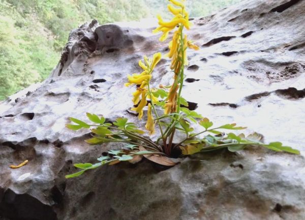 岩黄连的功效与作用_岩黄连怎么吃效果最好-第3张图片-山城妙识