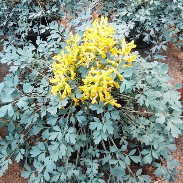 岩黄连的功效与作用_岩黄连怎么吃效果最好-第2张图片-山城妙识