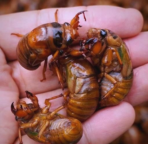 知了猴什么时候出土_知了猴出土时间-第1张图片-山城妙识 知了猴什么时候出土_知了猴出土时间-第1张图片-山城妙识