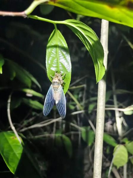 知了猴什么时候出土_知了猴出土时间-第2张图片-山城妙识 知了猴什么时候出土_知了猴出土时间-第2张图片-山城妙识