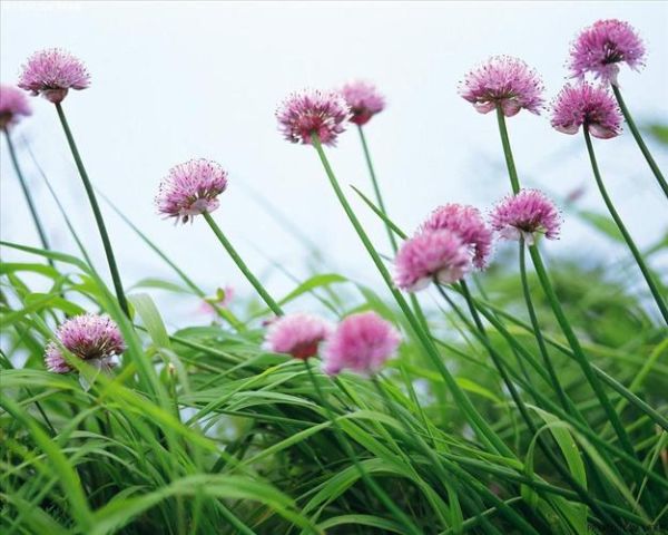 野花电影免费高清完整版哪里看_野花电影剧情讲了什么-第3张图片-山城妙识
