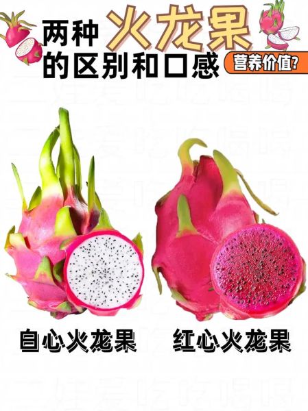 抖音火龙果是什么梗_火龙果梗含义-第3张图片-山城妙识 抖音火龙果是什么梗_火龙果梗含义-第3张图片-山城妙识