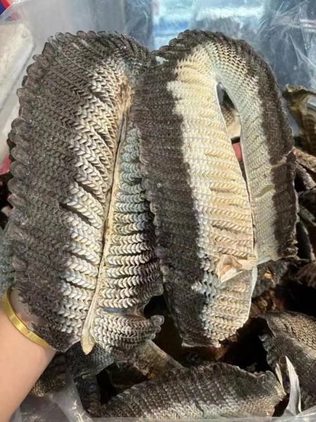 膨鱼鳃图片_膨鱼鳃长什么样-第1张图片-山城妙识 膨鱼鳃图片_膨鱼鳃长什么样-第1张图片-山城妙识