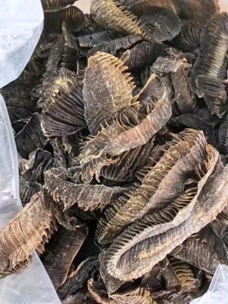 膨鱼鳃图片_膨鱼鳃长什么样-第2张图片-山城妙识 膨鱼鳃图片_膨鱼鳃长什么样-第2张图片-山城妙识