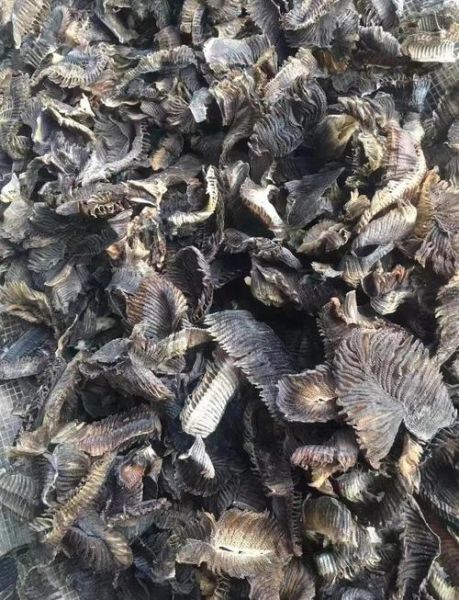 膨鱼鳃图片_膨鱼鳃长什么样-第3张图片-山城妙识 膨鱼鳃图片_膨鱼鳃长什么样-第3张图片-山城妙识