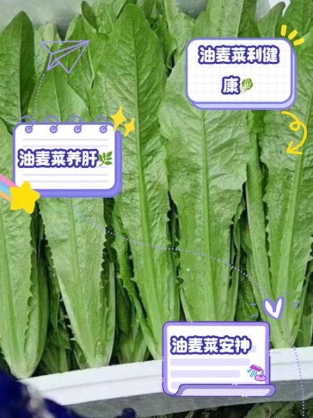 女人吃油麦菜的好处_油麦菜对女人有哪些好处-第2张图片-山城妙识 女人吃油麦菜的好处_油麦菜对女人有哪些好处-第2张图片-山城妙识