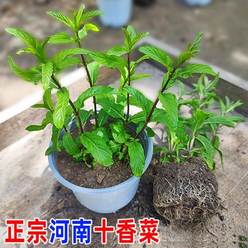 十香菜是什么菜_十香菜和薄荷的区别-第3张图片-山城妙识 十香菜是什么菜_十香菜和薄荷的区别-第3张图片-山城妙识