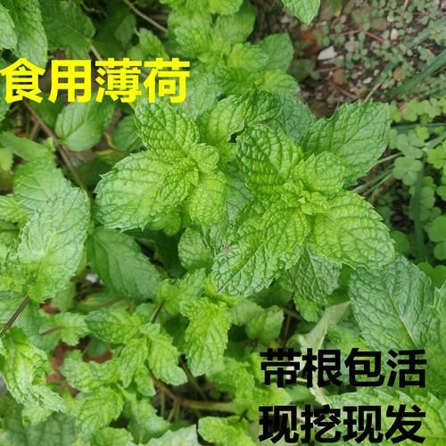 十香菜是什么菜_十香菜和薄荷的区别-第1张图片-山城妙识 十香菜是什么菜_十香菜和薄荷的区别-第1张图片-山城妙识
