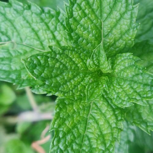 十香菜是什么菜_十香菜和薄荷的区别-第2张图片-山城妙识 十香菜是什么菜_十香菜和薄荷的区别-第2张图片-山城妙识