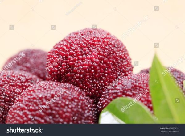 waxberry怎么读_waxberry中文意思是什么-第2张图片-山城妙识 waxberry怎么读_waxberry中文意思是什么-第2张图片-山城妙识