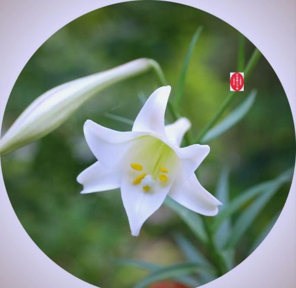 野百合花图片大全_野百合花长什么样-第3张图片-山城妙识 野百合花图片大全_野百合花长什么样-第3张图片-山城妙识