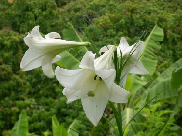野百合花图片大全_野百合花长什么样-第2张图片-山城妙识 野百合花图片大全_野百合花长什么样-第2张图片-山城妙识
