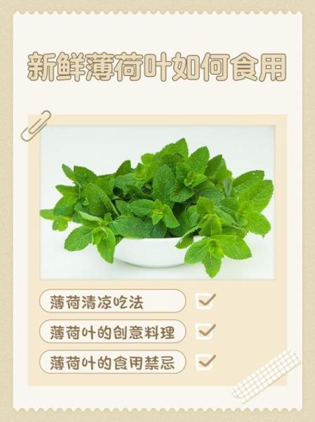 新鲜薄荷叶怎么吃_薄荷叶食用方法大全-第1张图片-山城妙识