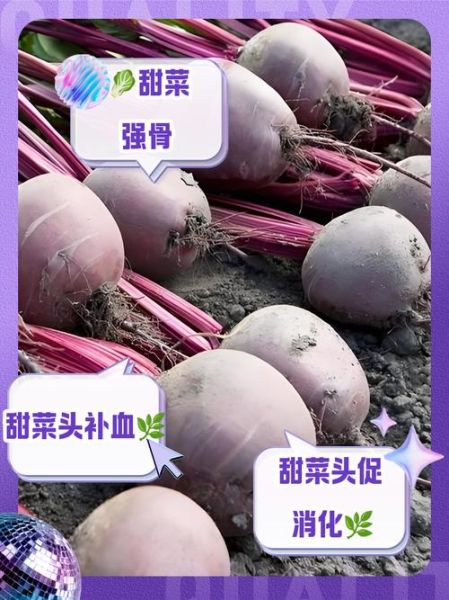 红甜菜头怎么做好吃_红甜菜头做法大全-第3张图片-山城妙识 红甜菜头怎么做好吃_红甜菜头做法大全-第3张图片-山城妙识