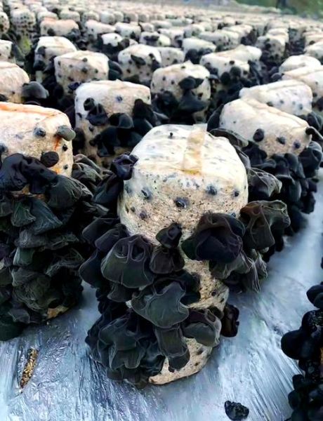 毛木耳的功效与作用禁忌_什么人不能吃毛木耳-第1张图片-山城妙识 毛木耳的功效与作用禁忌_什么人不能吃毛木耳-第1张图片-山城妙识