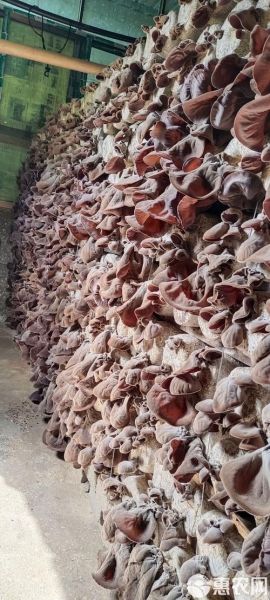 毛木耳的功效与作用禁忌_什么人不能吃毛木耳-第2张图片-山城妙识 毛木耳的功效与作用禁忌_什么人不能吃毛木耳-第2张图片-山城妙识